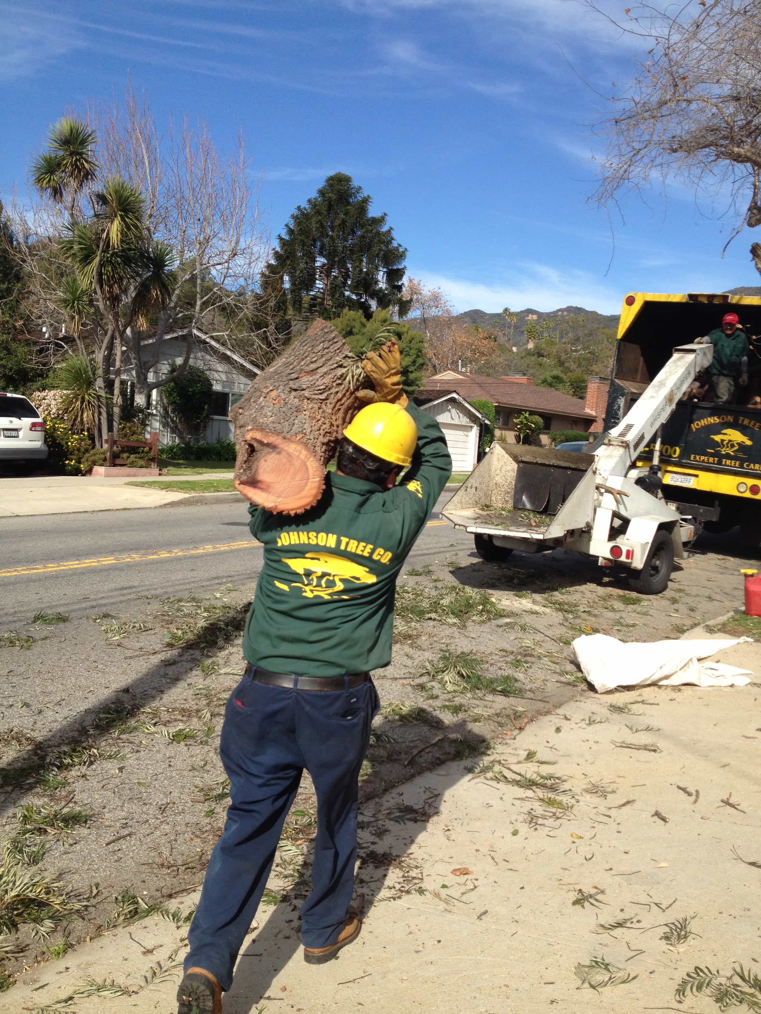 All in a days work. | Johnson Tree Company